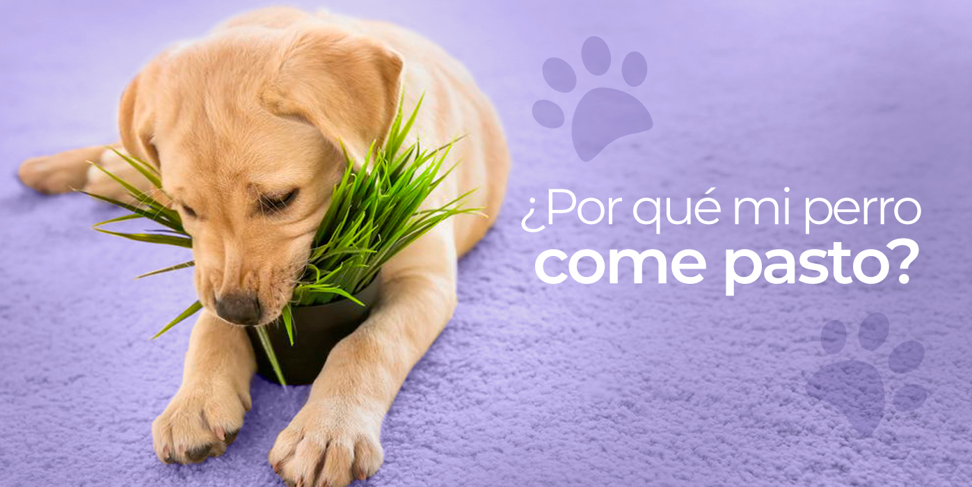 ¿Porqué mi mascota come pasto? - Grancan