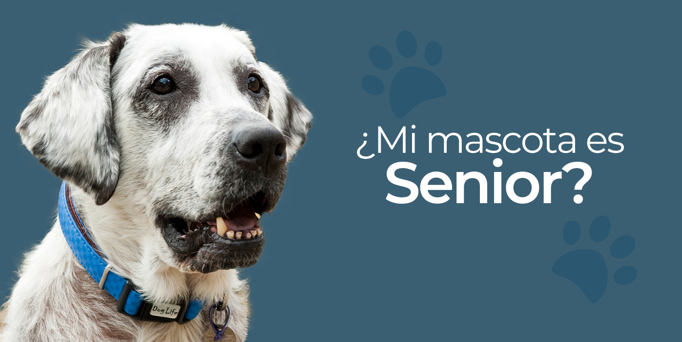 Descubre si tu mascota es Senior: - Grancan