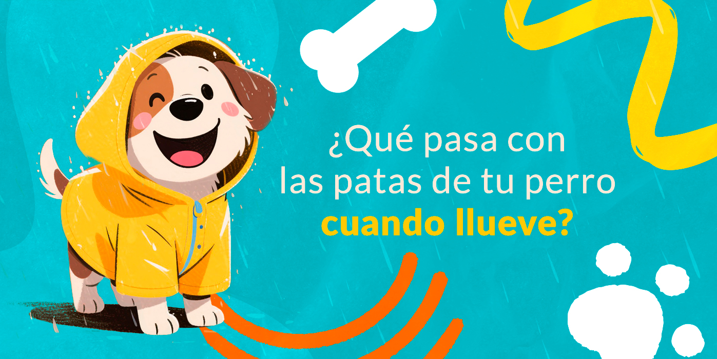 ¿Qué pasa con las patas de tu perro cuando llueve? - Grancan